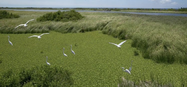 The Basics of Aruba | When in Aruba