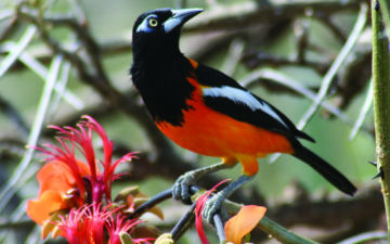 Birdwatching on Aruba | When in Aruba