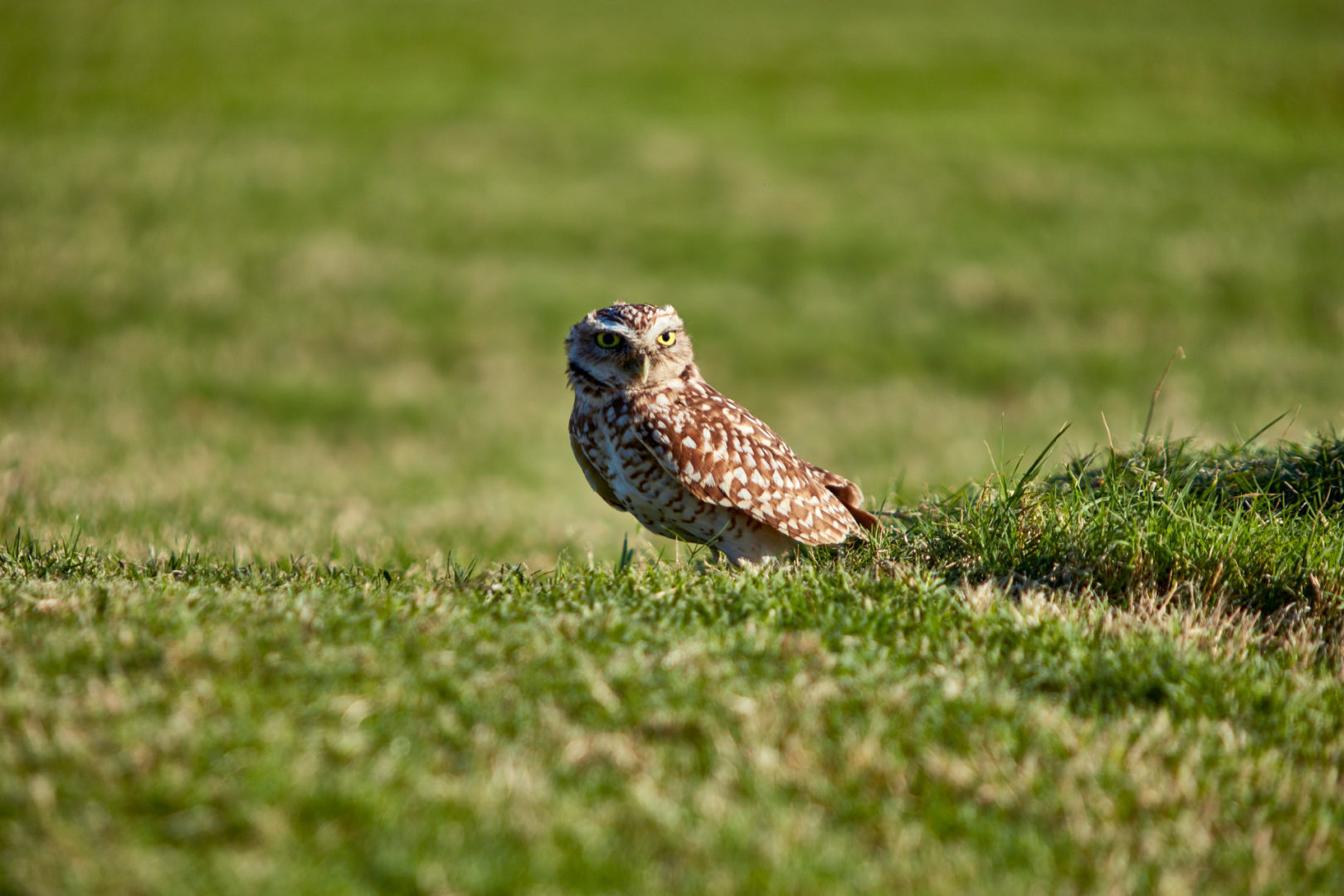 Birdwatching on Aruba | When in Aruba