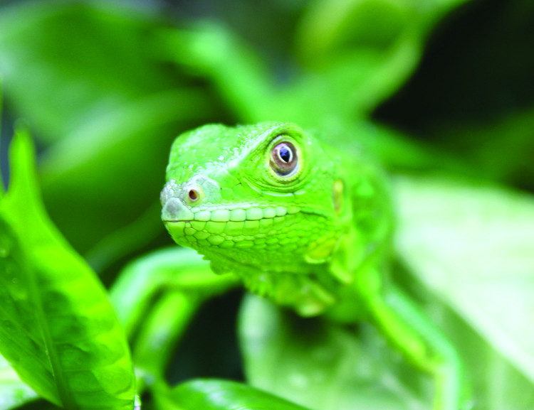 Aruba Flora & Fauna | When in Aruba