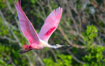 Aruba Flora & Fauna | When in Aruba
