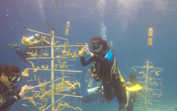 Saving Aruba's Coral Reefs | When in Aruba
