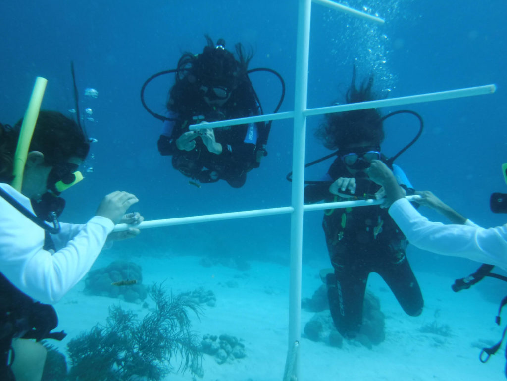 Saving Aruba's Coral Reefs | When in Aruba