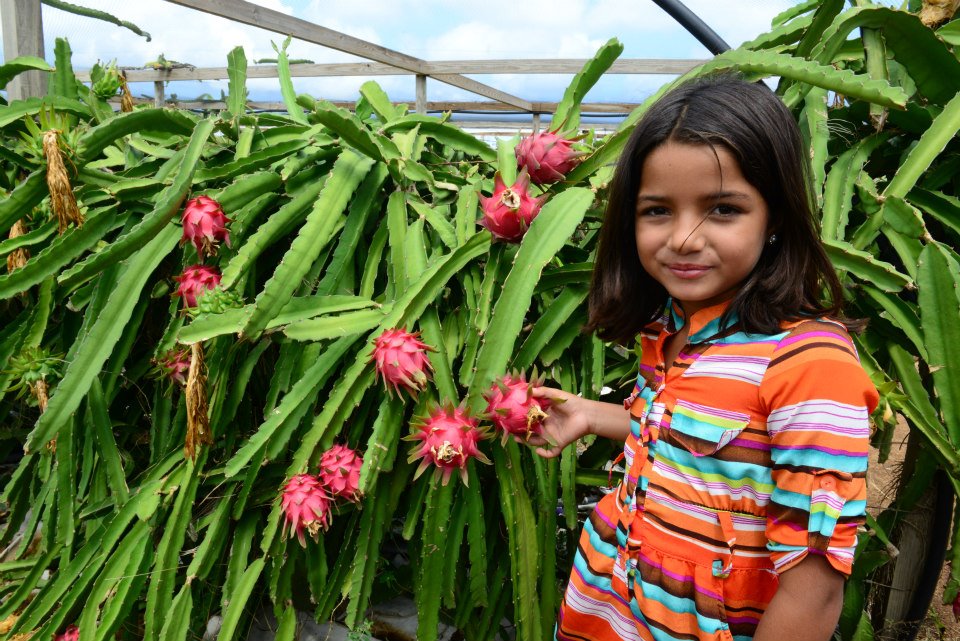 Aruba Dragon Fruit | When in Aruba