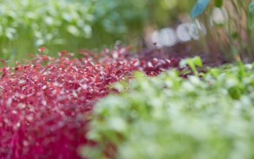 Eco Living Aruba | When in Aruba