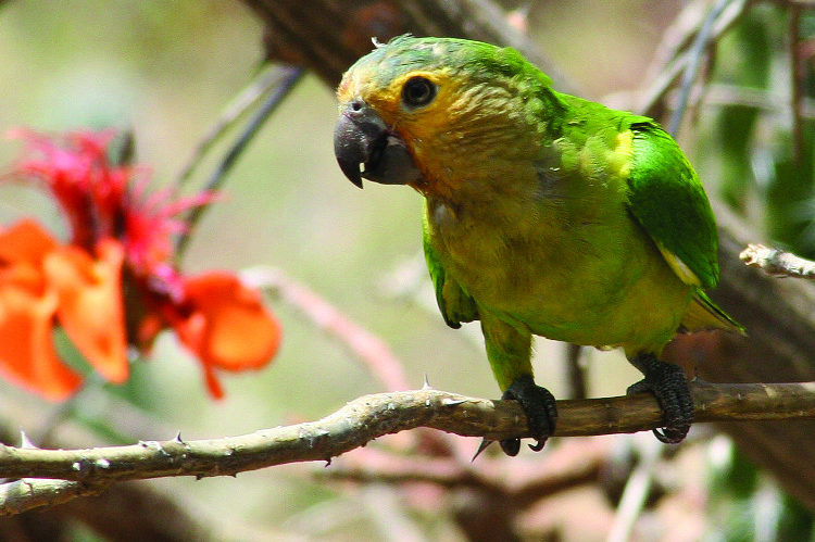 Carnival 65 Costumes Celebrate Aruba's Prikichi - When in Aruba