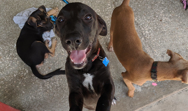 Cuddles & Snuggles at the Aruba Animal Shelter - When in Aruba